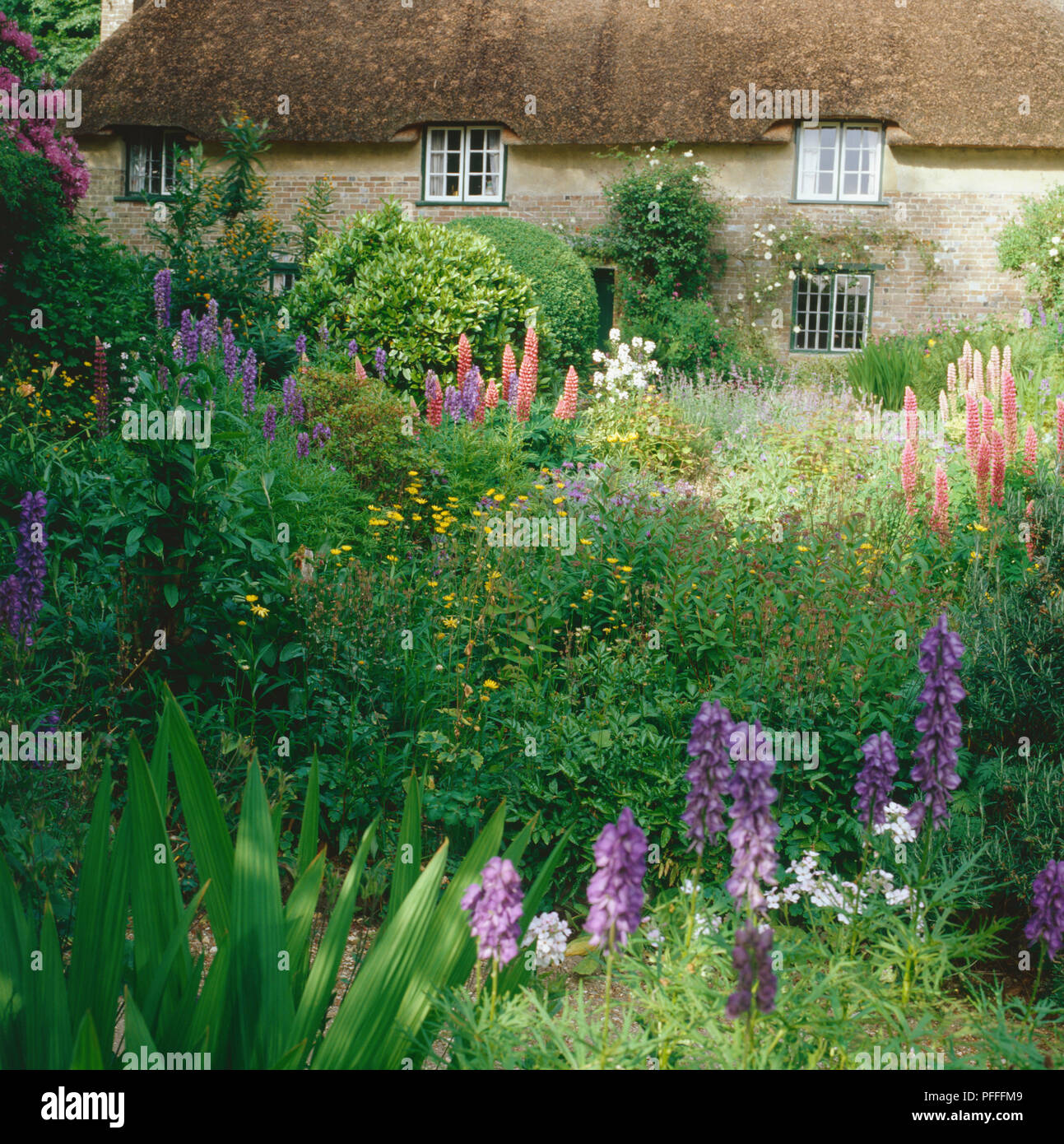 Wild cottage garden, tall pink and violet lupins, white and yellow ...