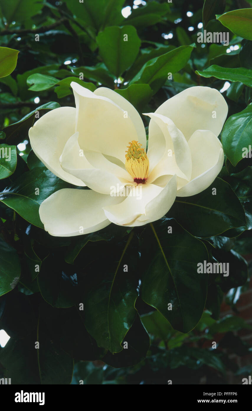 Magnolia grandiflora goliath hi-res stock photography and images - Alamy