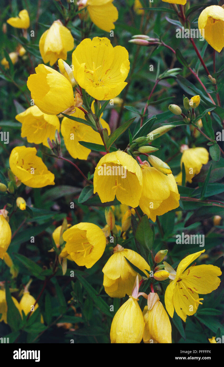 Oenothera fruticosa Fyrverkeri, Sundrops, yellow flowers Stock Photo ...