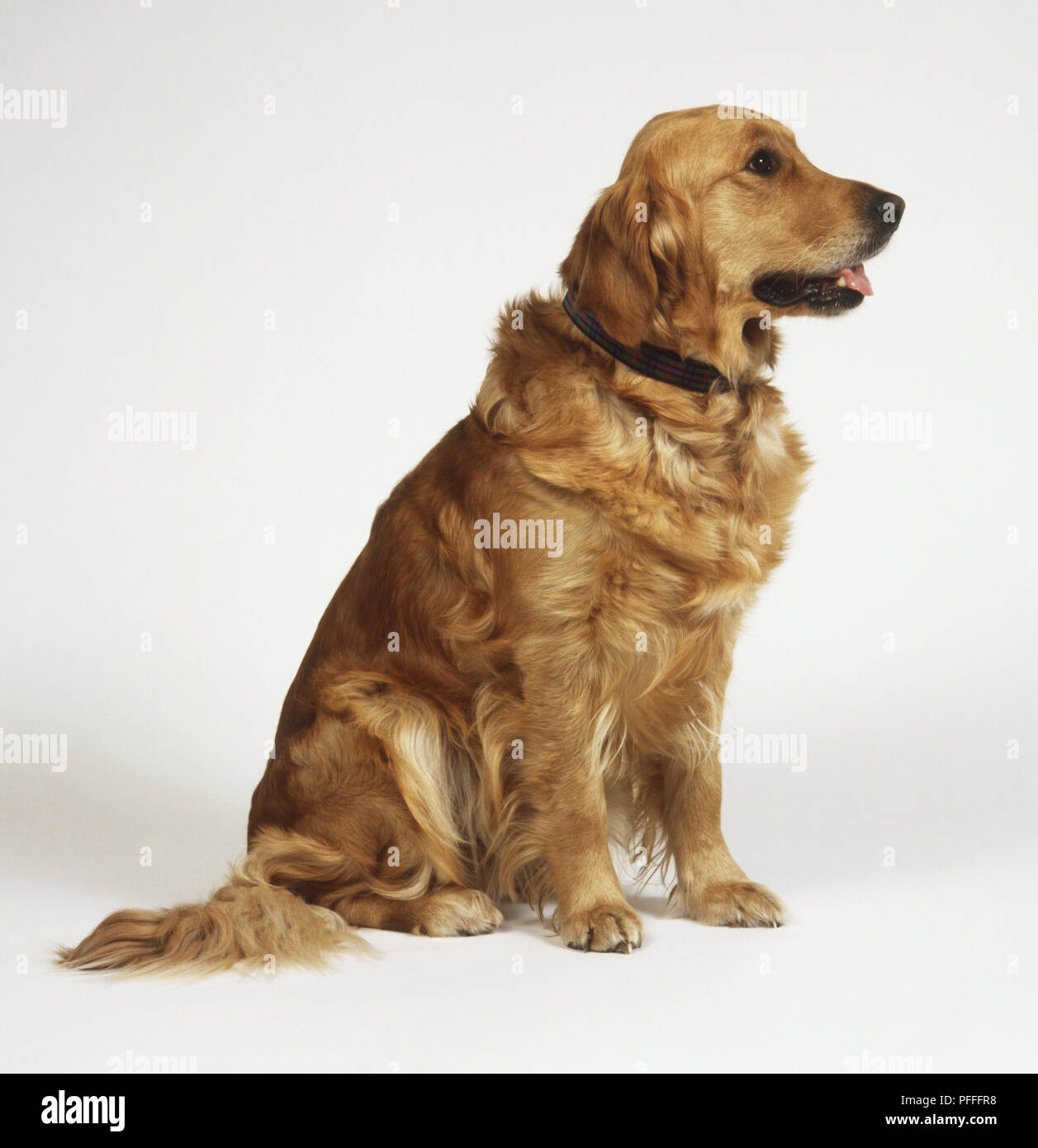 Sitting Golden Retriever (Canis familiaris), side view Stock Photo - Alamy