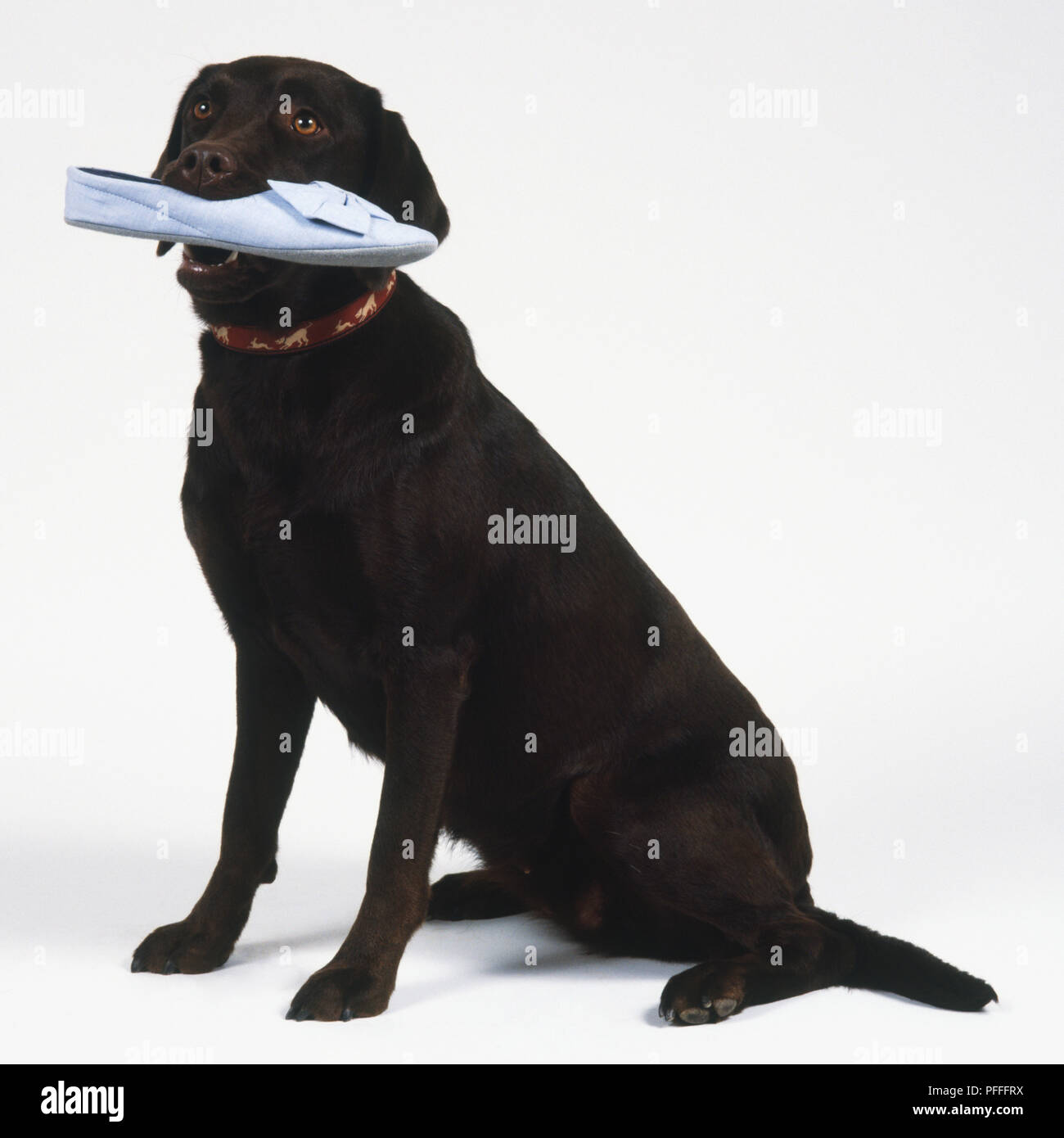 Black Labrador Retriever (Canis familiaris), sitting, with a shoe in ...