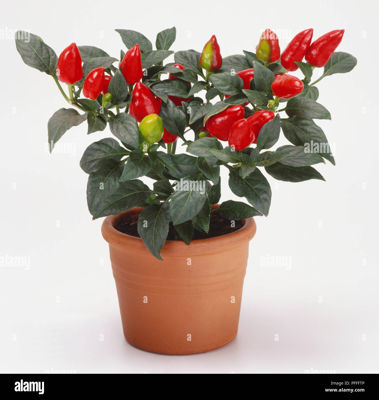 Capsicum annuum 'Carnival Red' (Ornamental Pepper Stock Photo - Alamy