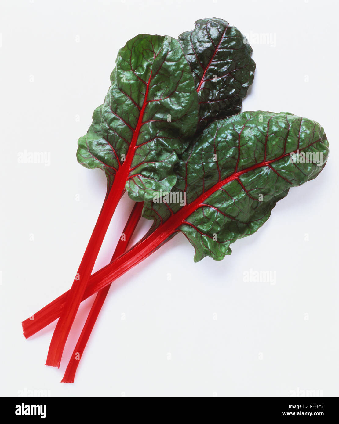 Beta vulgaris, two leaves of Red-stemmed Chard Stock Photo - Alamy
