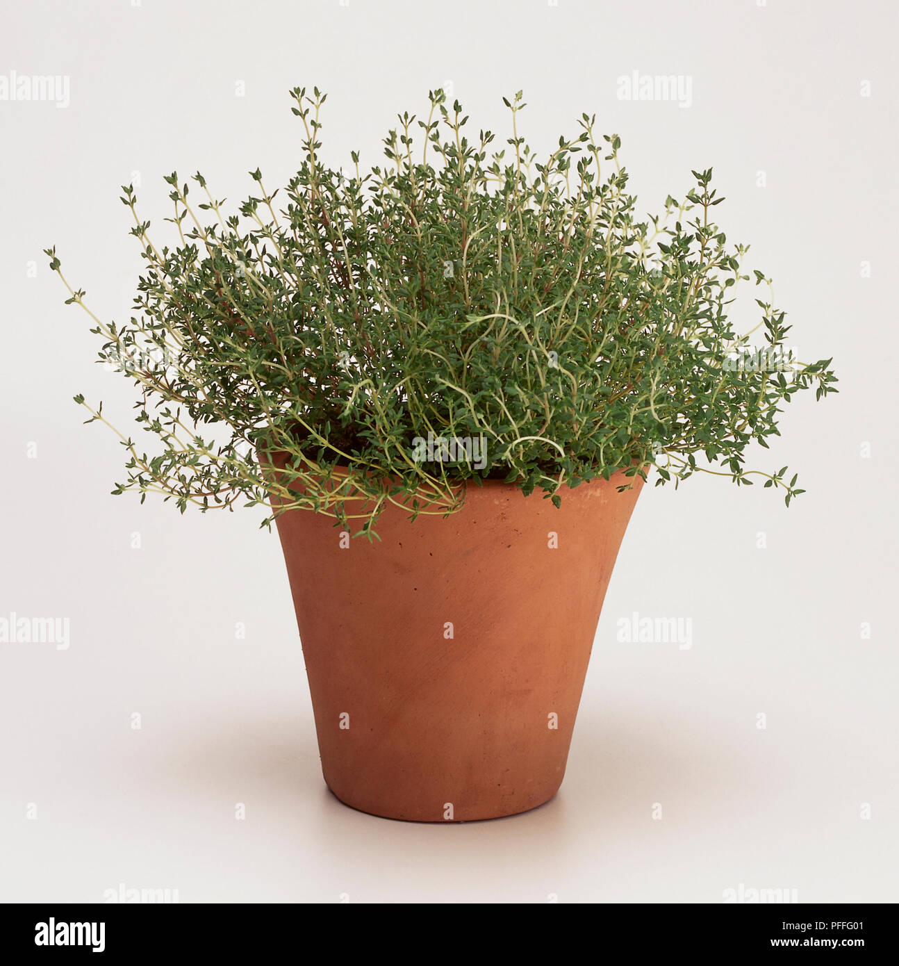 Common Thyme, Thymus Vulgaris, in Plant Pot Stock Photo - Alamy