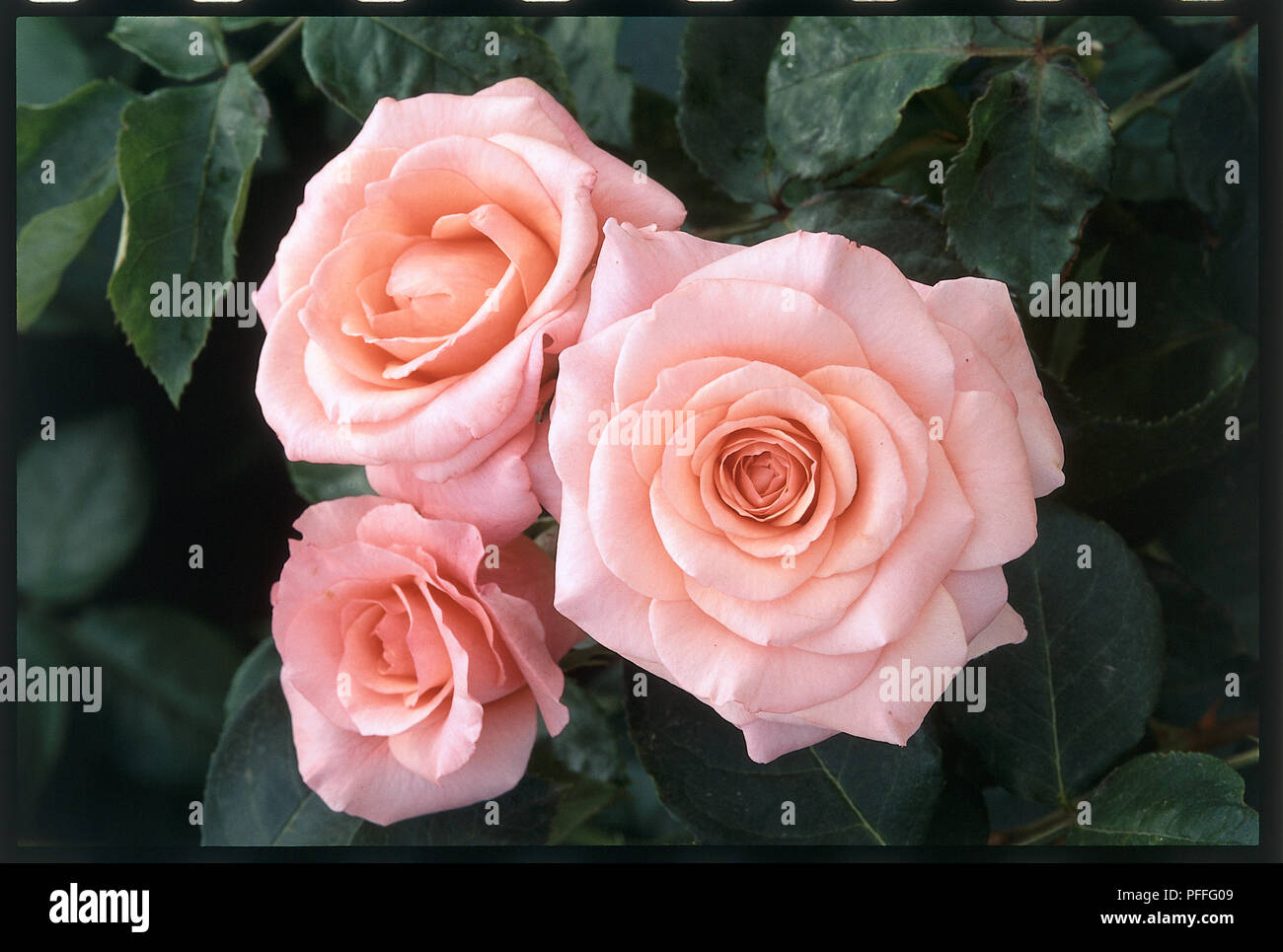 Three rose flowerheads hi-res stock photography and images - Alamy
