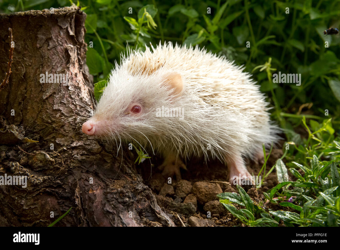 Hedgehogs eyes hi-res stock photography and images - Alamy