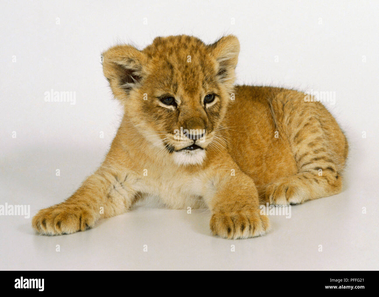 Panthera leo (lion). Family Felidae. Lion cub Stock Photo - Alamy