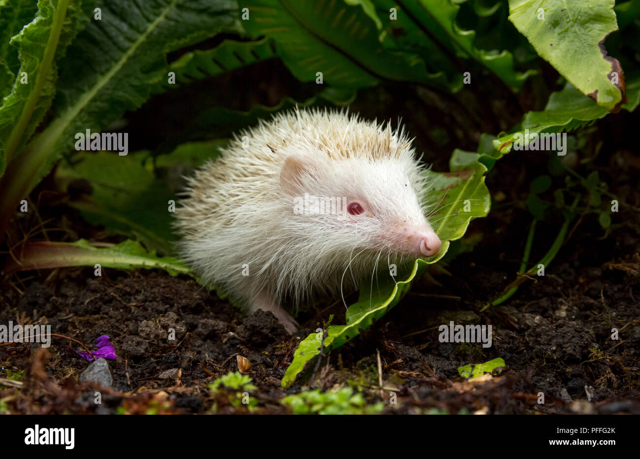 Albino european hedgehog hi-res stock photography and images - Alamy