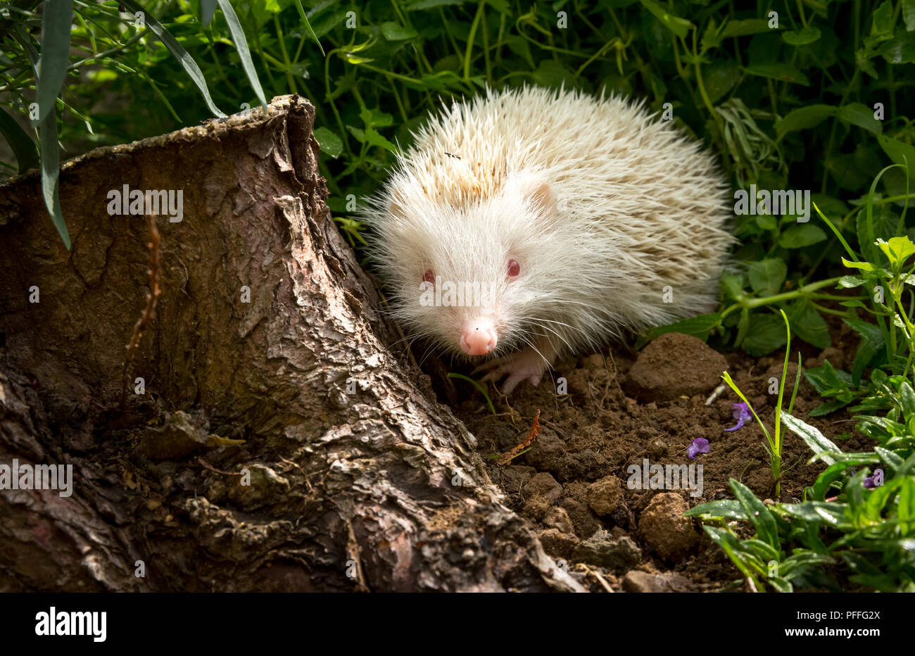 Rare white albino hedgehog hi-res stock photography and images - Alamy