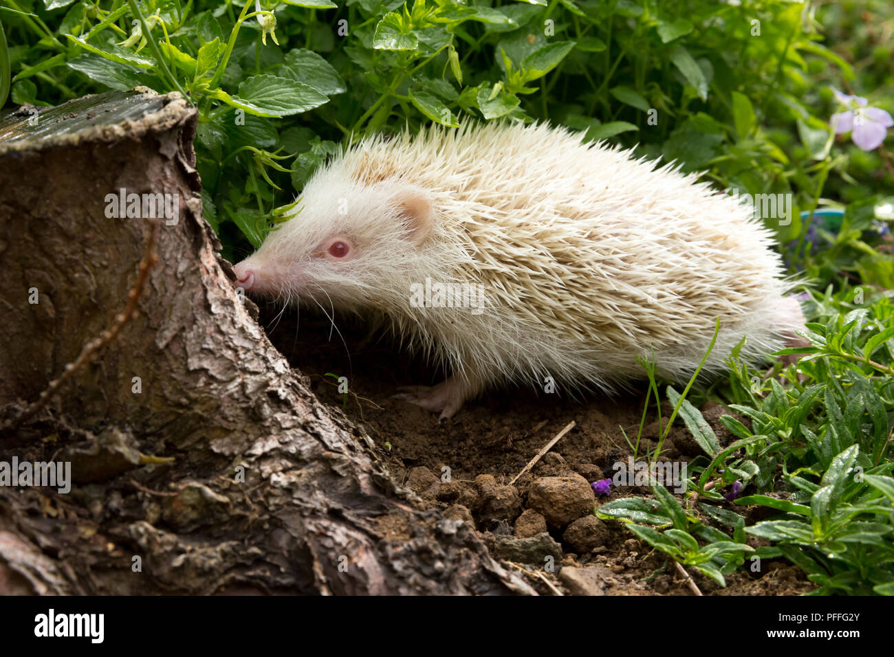 Rare white albino hedgehog hi-res stock photography and images - Alamy