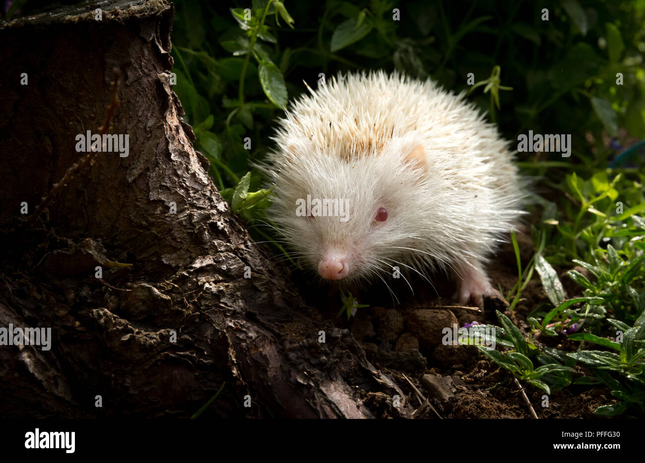 Rare white albino hedgehog hi-res stock photography and images - Alamy