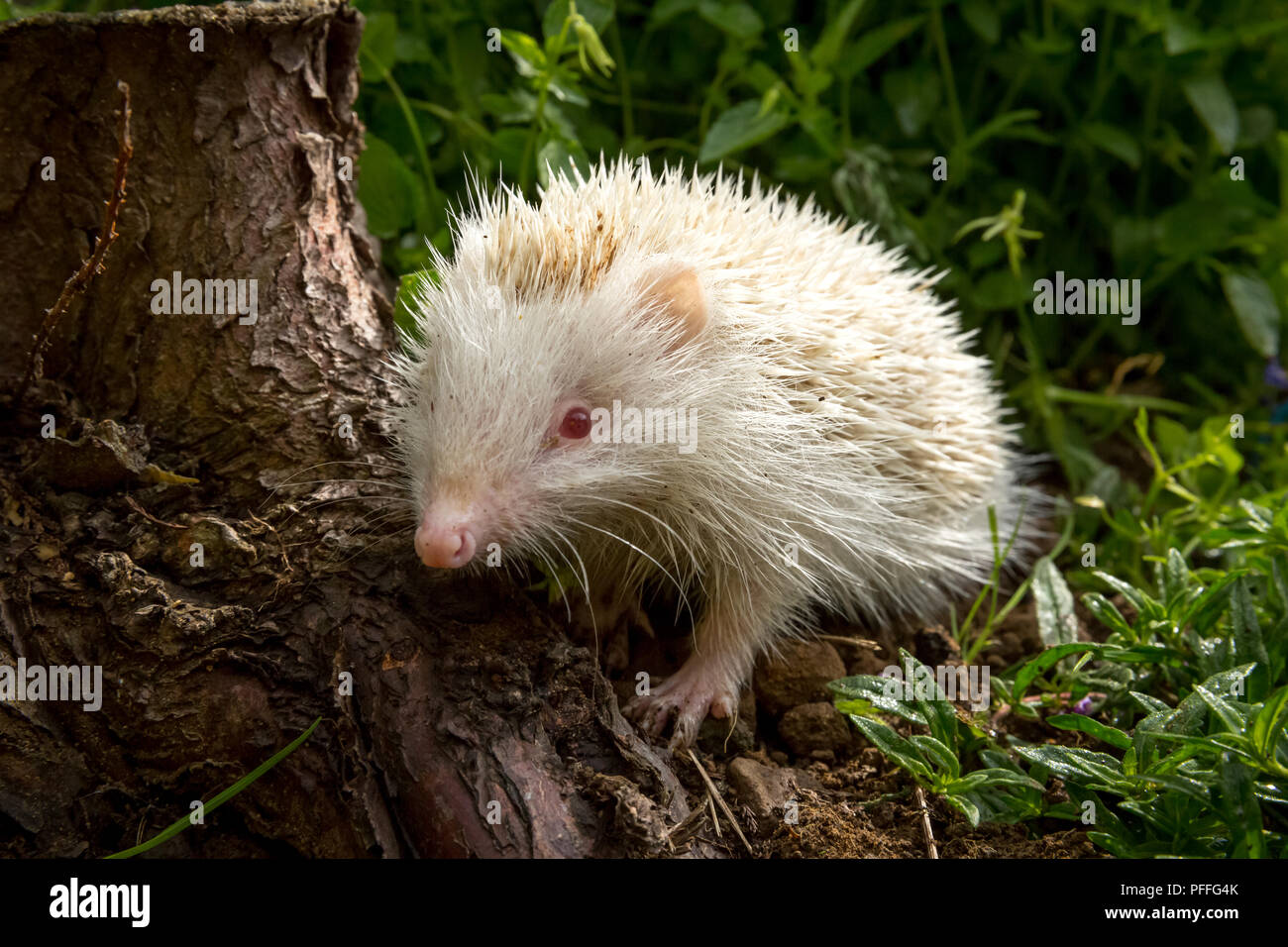 Hedgehog, rare, wild, native, albino hedgehog with pink eyes, nose and ...