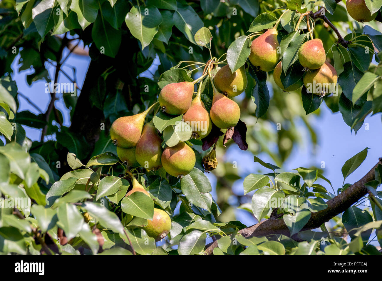Red pears on tree in orchard hi-res stock photography and images - Alamy