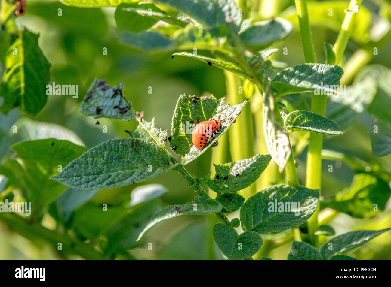 image of the larva of a harmful insect Colorado potato beetle on a ...