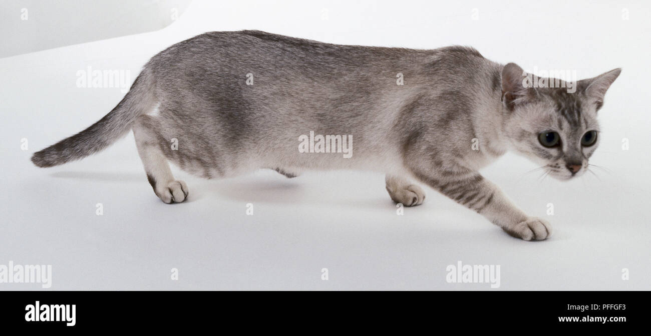 Lilac Silver Shaded Burmilla cat with short, wedge-shaped head, walking ...
