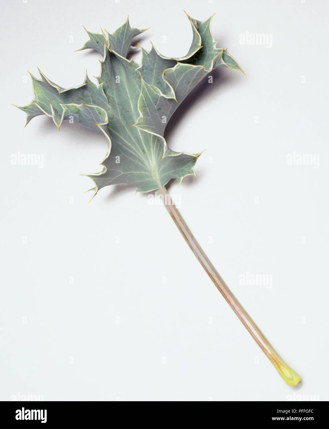 Eryngium maritimum, lower leaf of sea holly, green-blue spiny leaf ...