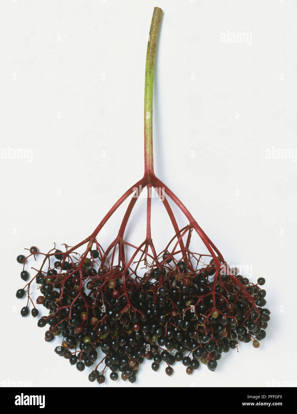 Sambucus nigra, bunch of Black Elder berries Stock Photo - Alamy