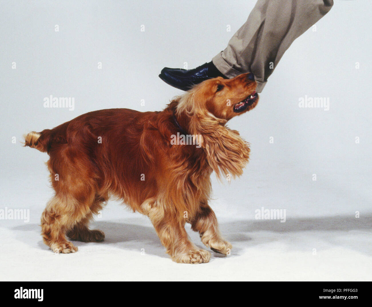 Cocker spaniel teeth hi-res stock photography and images - Alamy