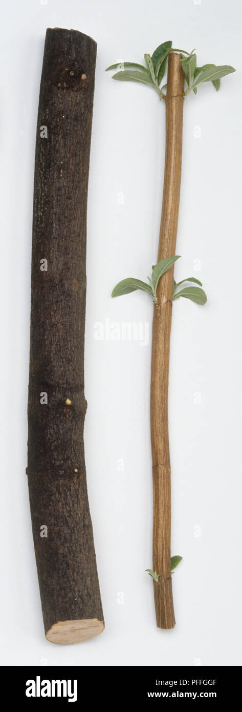 Thick and thin sections of tree branch, close up Stock Photo - Alamy