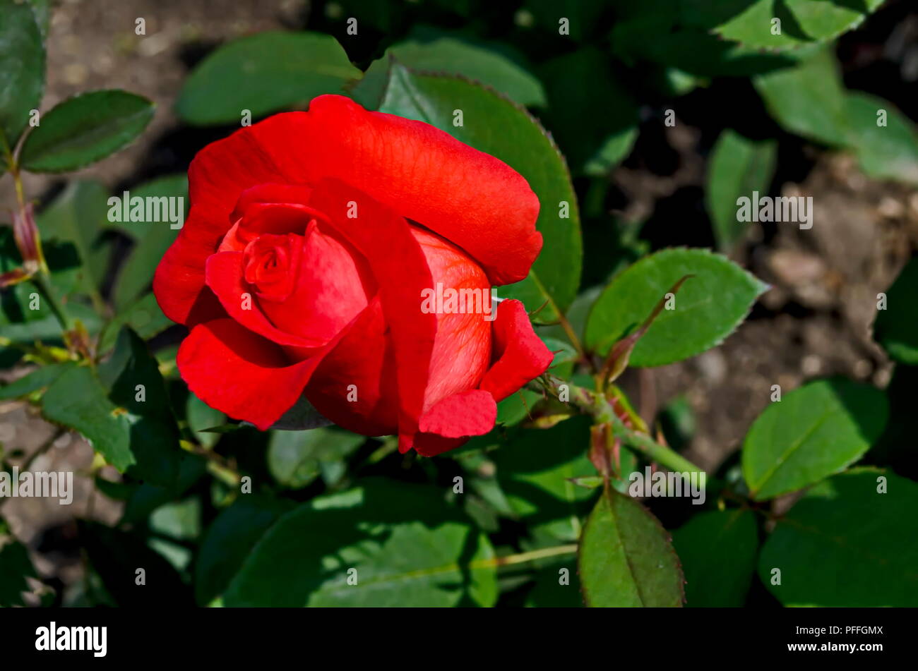 Red rose bush in bloom at natural old West park, district Drujba, Sofia ...
