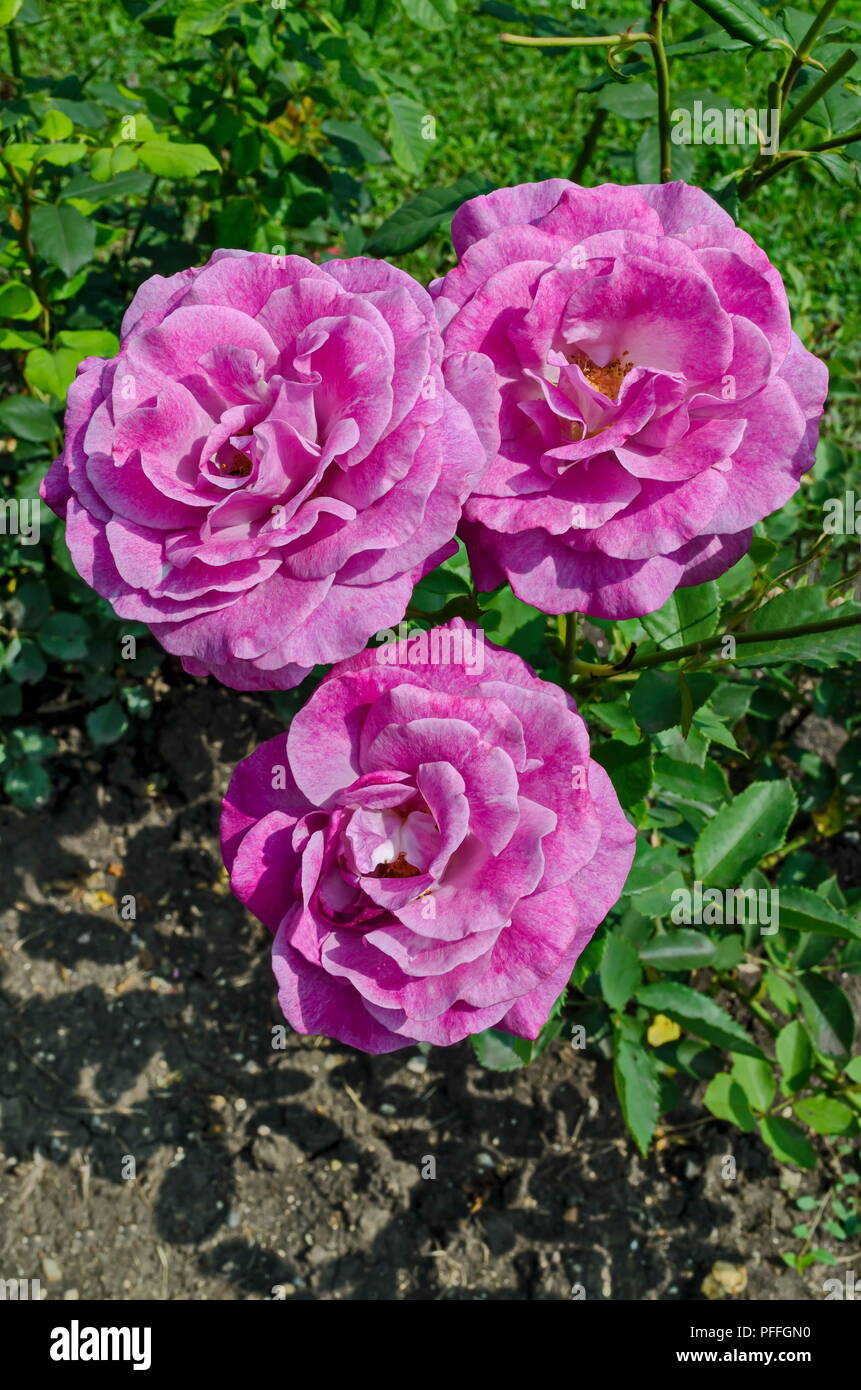 Pink rose bush in bloom at natural old West park, Sofia, Bulgaria Stock ...