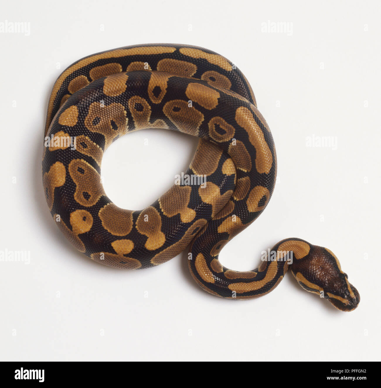 The ball python hi-res stock photography and images - Alamy