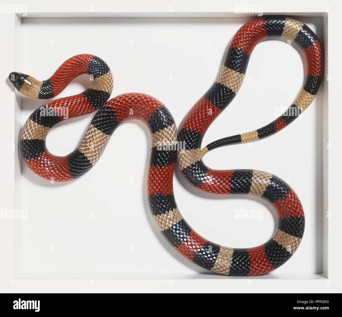 Overhead view of a Sonoran Mountain King Snake with markings of ...