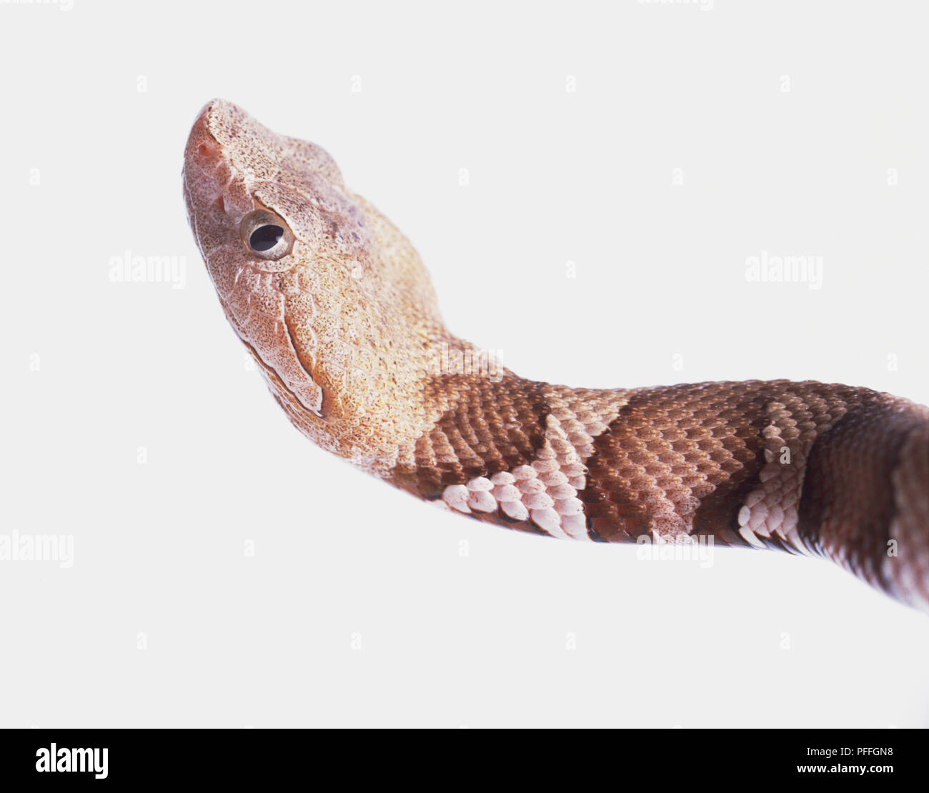 Copperhead Snake Eyes