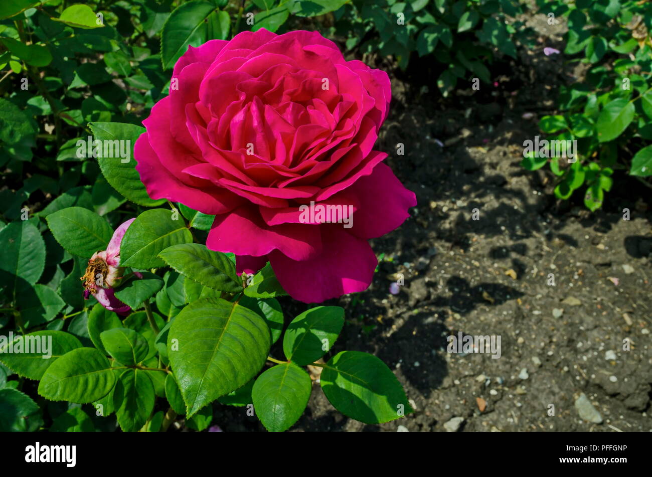 Pink rose bush in bloom at natural old West park, Sofia, Bulgaria Stock ...