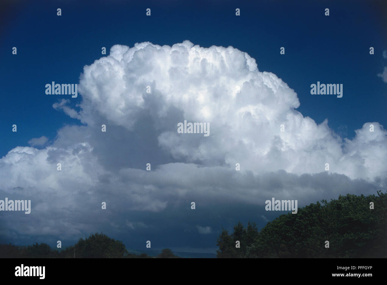 Cumulus congestus, large billowing white cloud, sunlight illuminating ...
