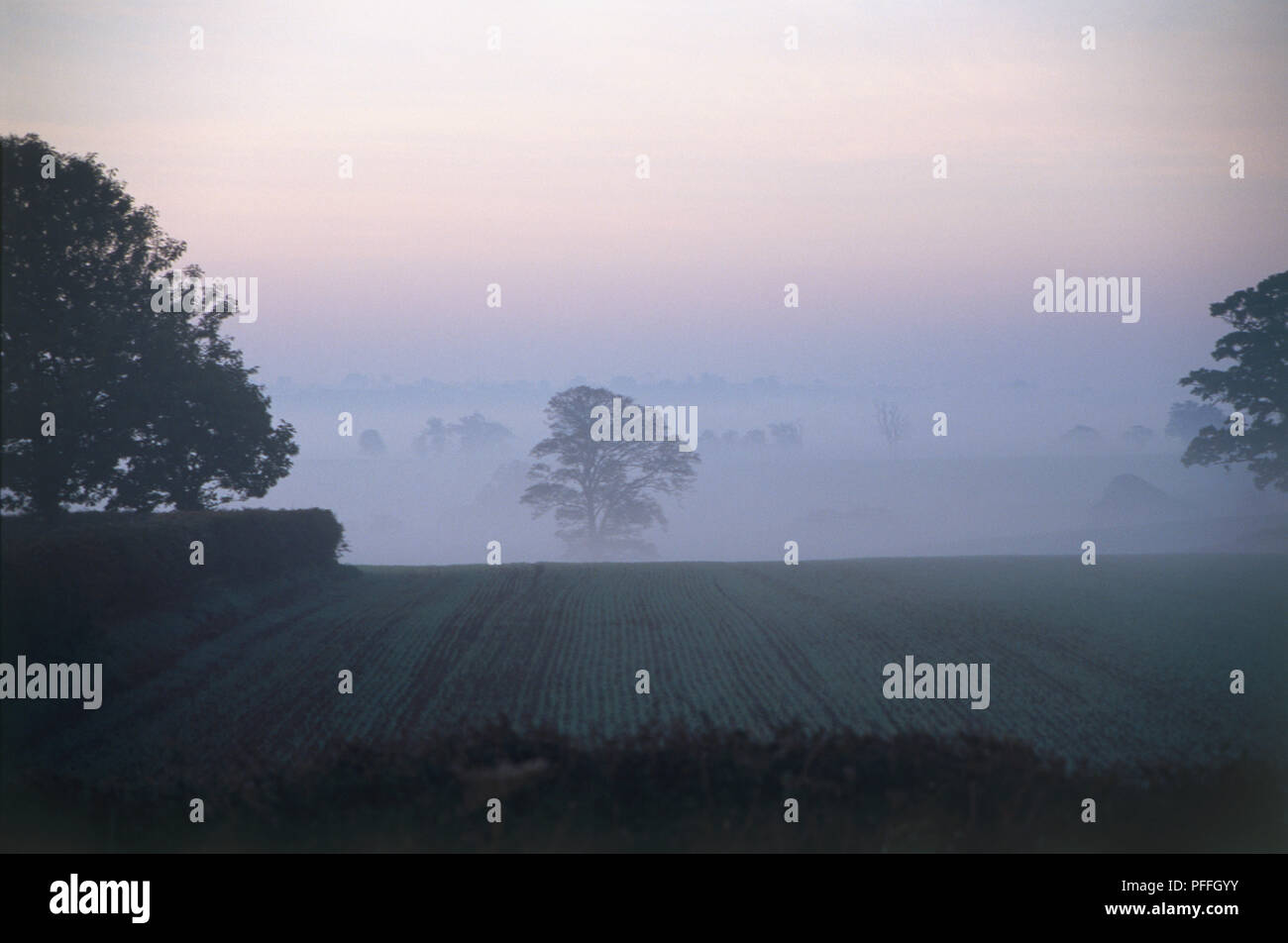 Thick morning mist shrouding field and trees Stock Photo - Alamy