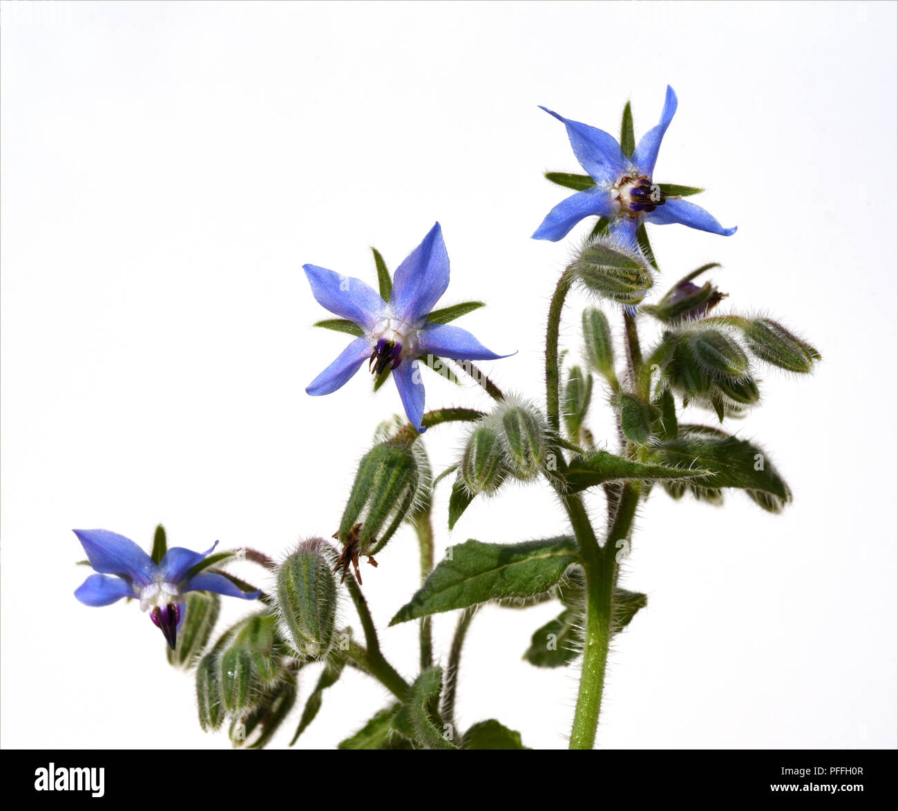 Borretsch cucumber hi-res stock photography and images - Alamy