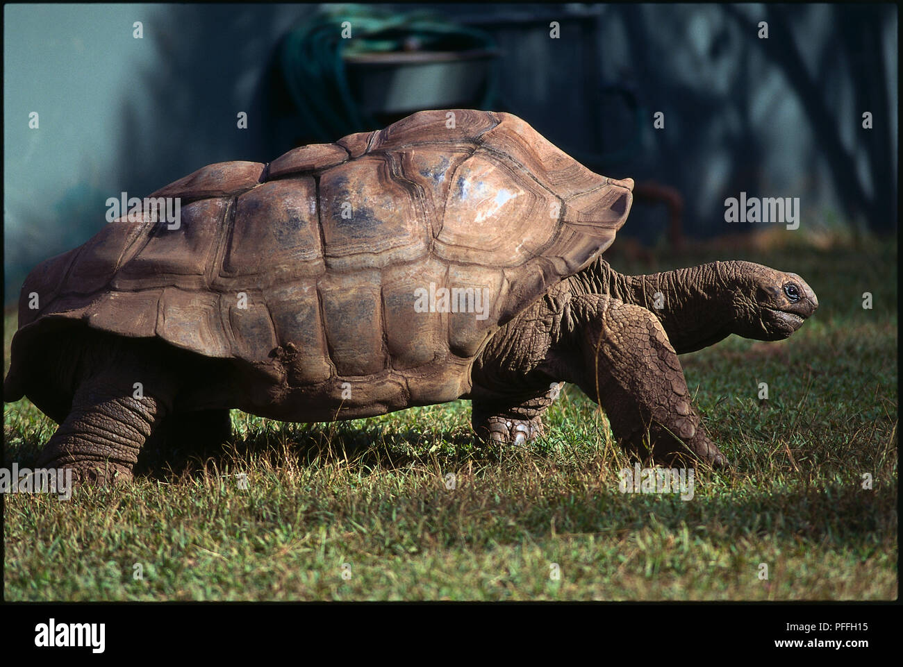 Side view of a huge Galapagos tortoise at Honolulu Zoo Stock Photo - Alamy