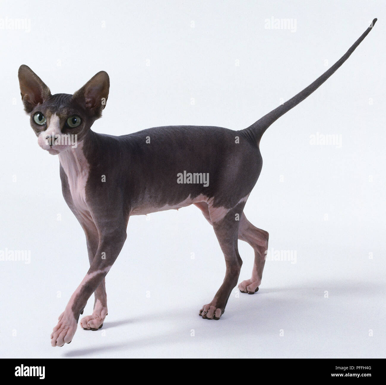 Side view of a standing Brown and White Sphynx, with the head detailed ...