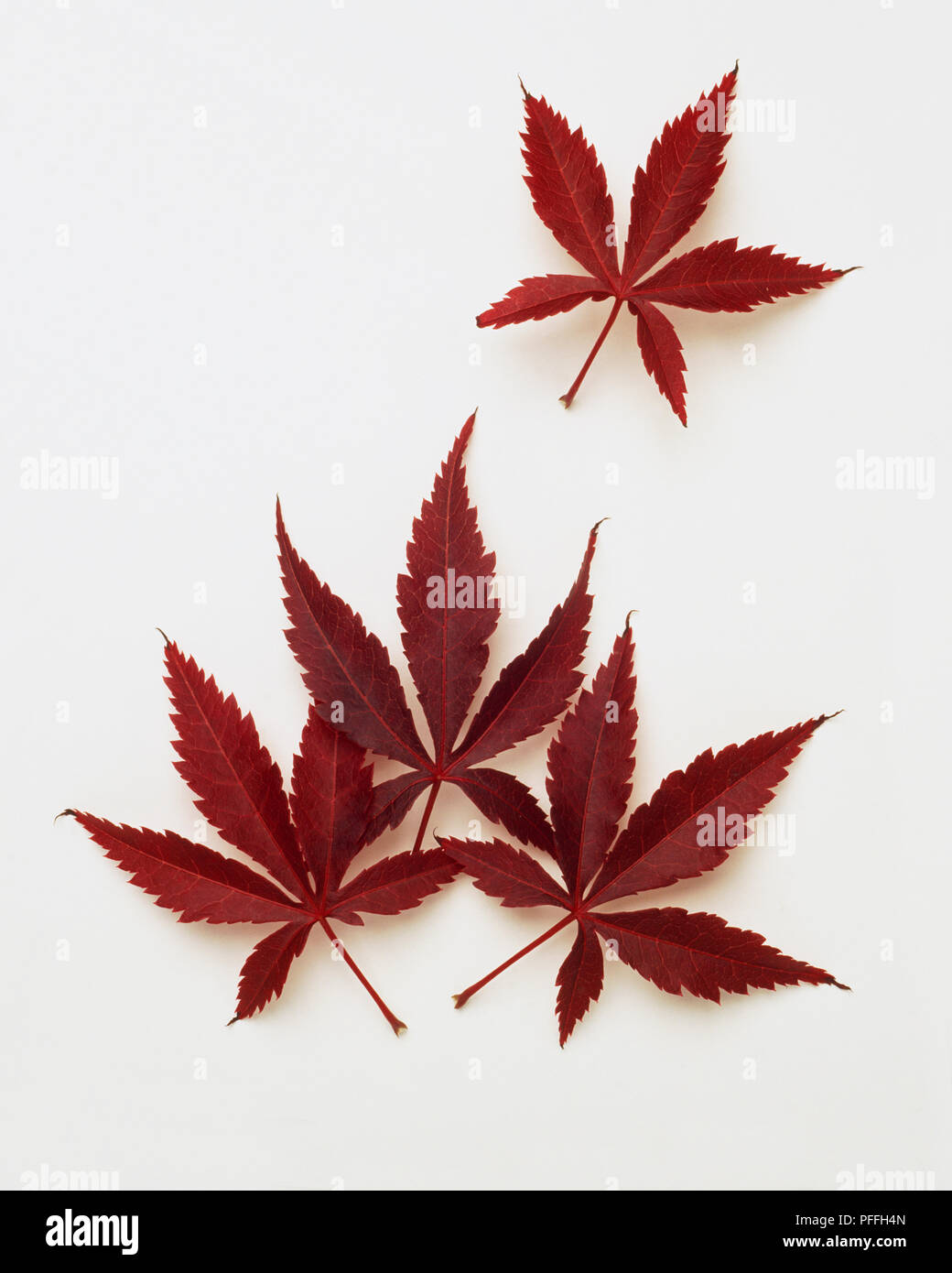 Purple japanese maple hi-res stock photography and images - Alamy