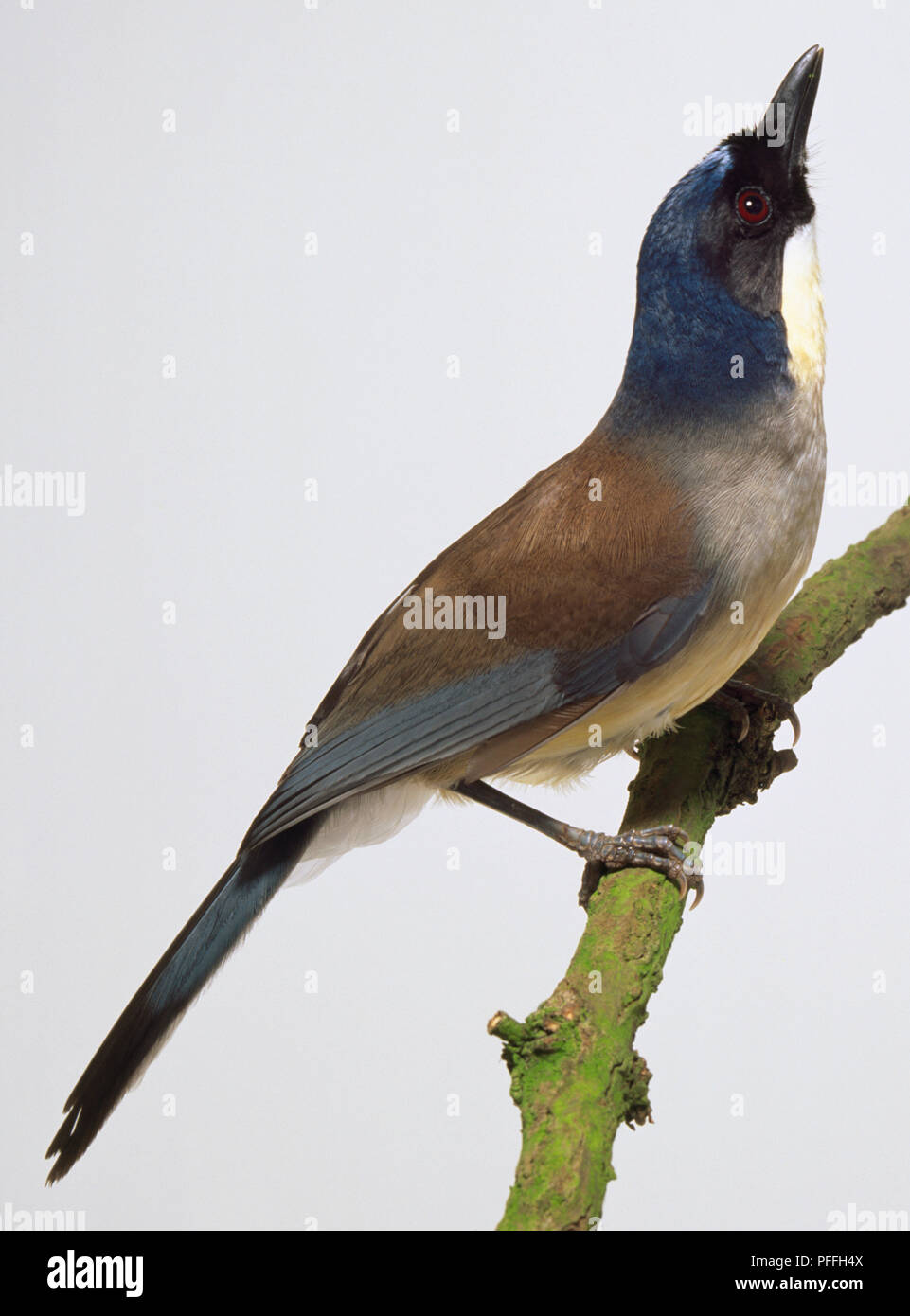 Yellow throated laughing thrush hi-res stock photography and images - Alamy