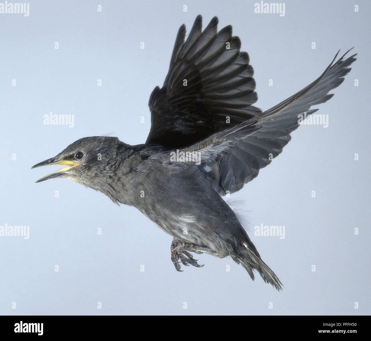 Side view of a young Starling in flight with its bill open Stock Photo ...