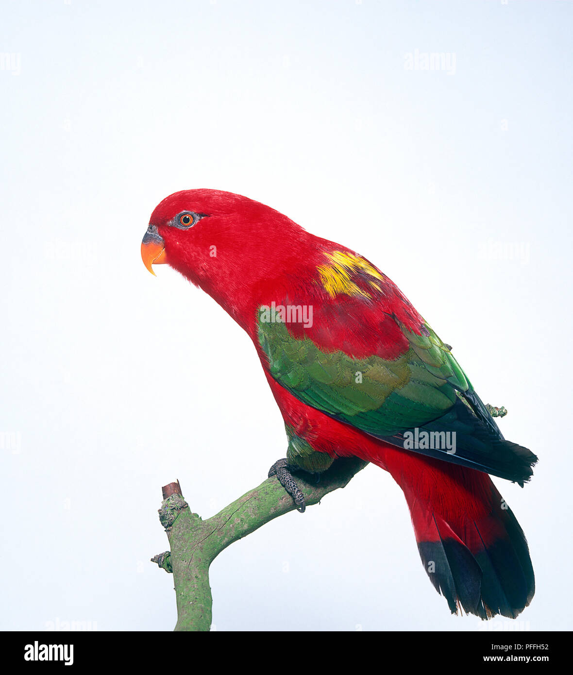 Side View Bright Red Parrot High Resolution Stock Photography and ...