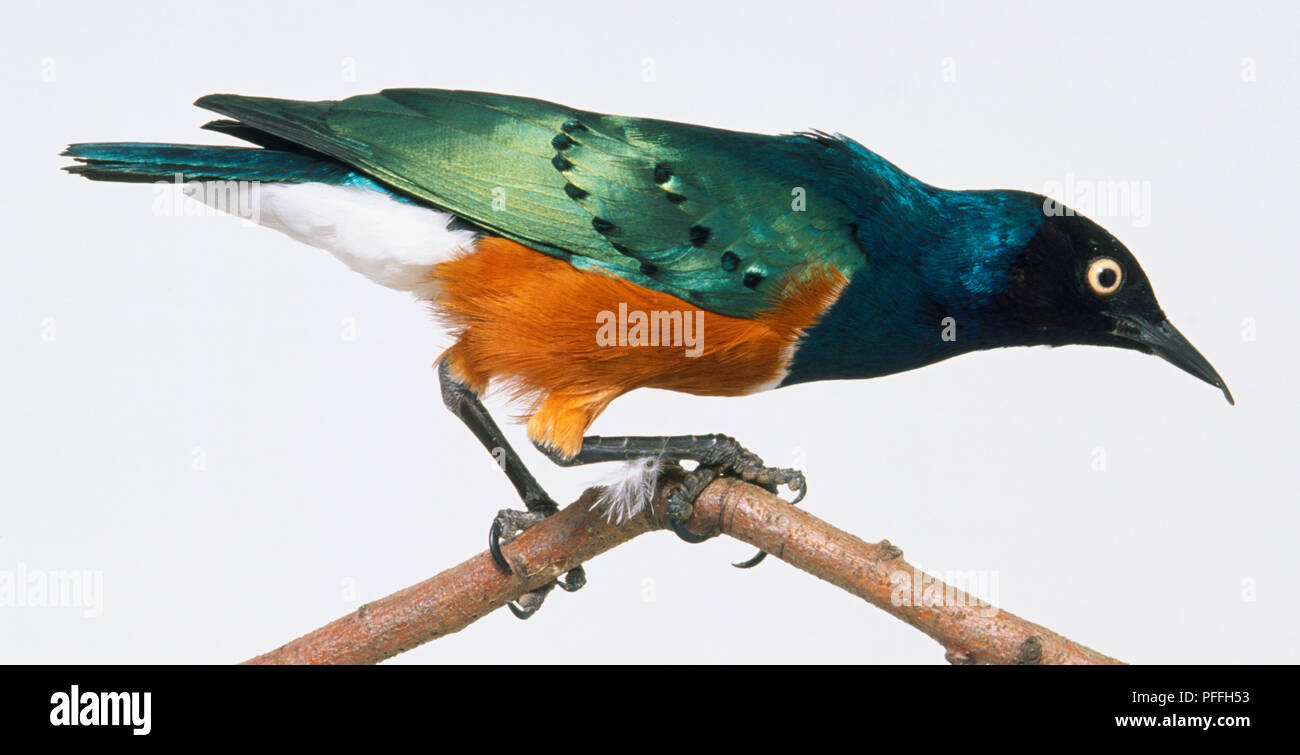 Side view of a Superb Starling perched on a branch. The colours of the ...
