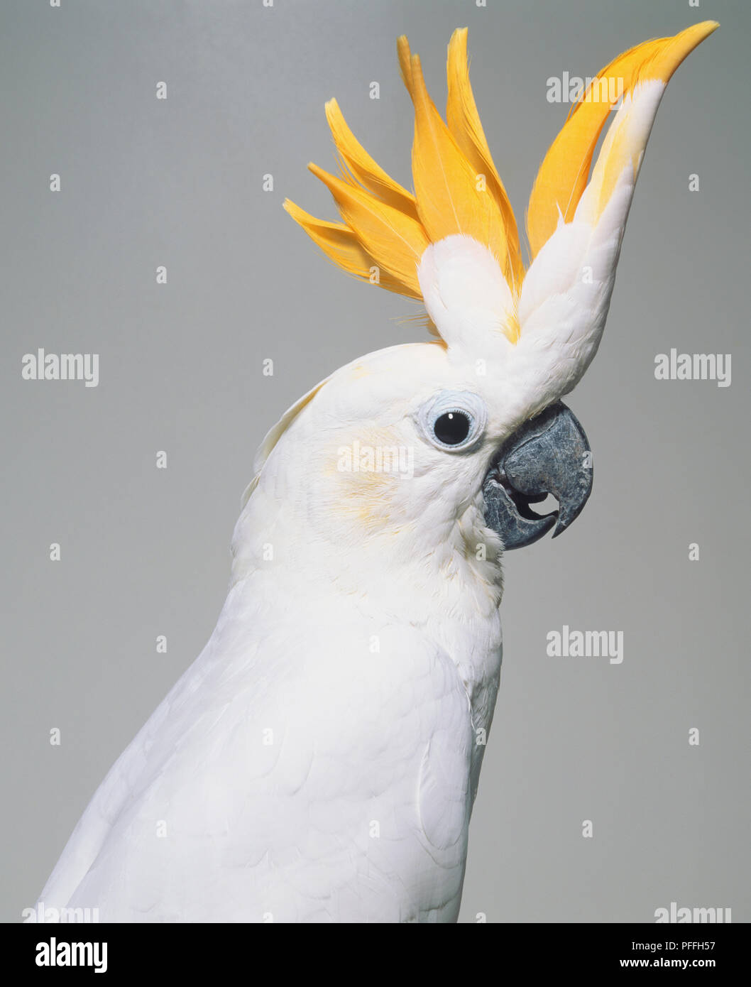 Lesser Sulphur-crested Cockatoo (Cacatua galerita), yellow-crested bird ...