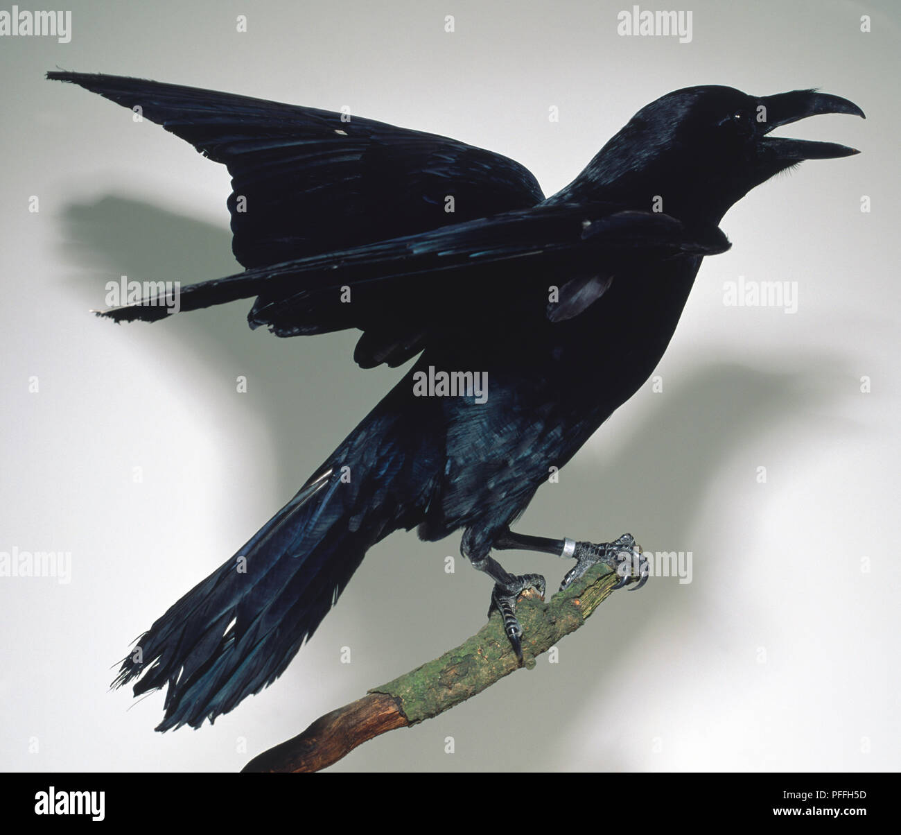 Side view raven on branch hi-res stock photography and images - Alamy