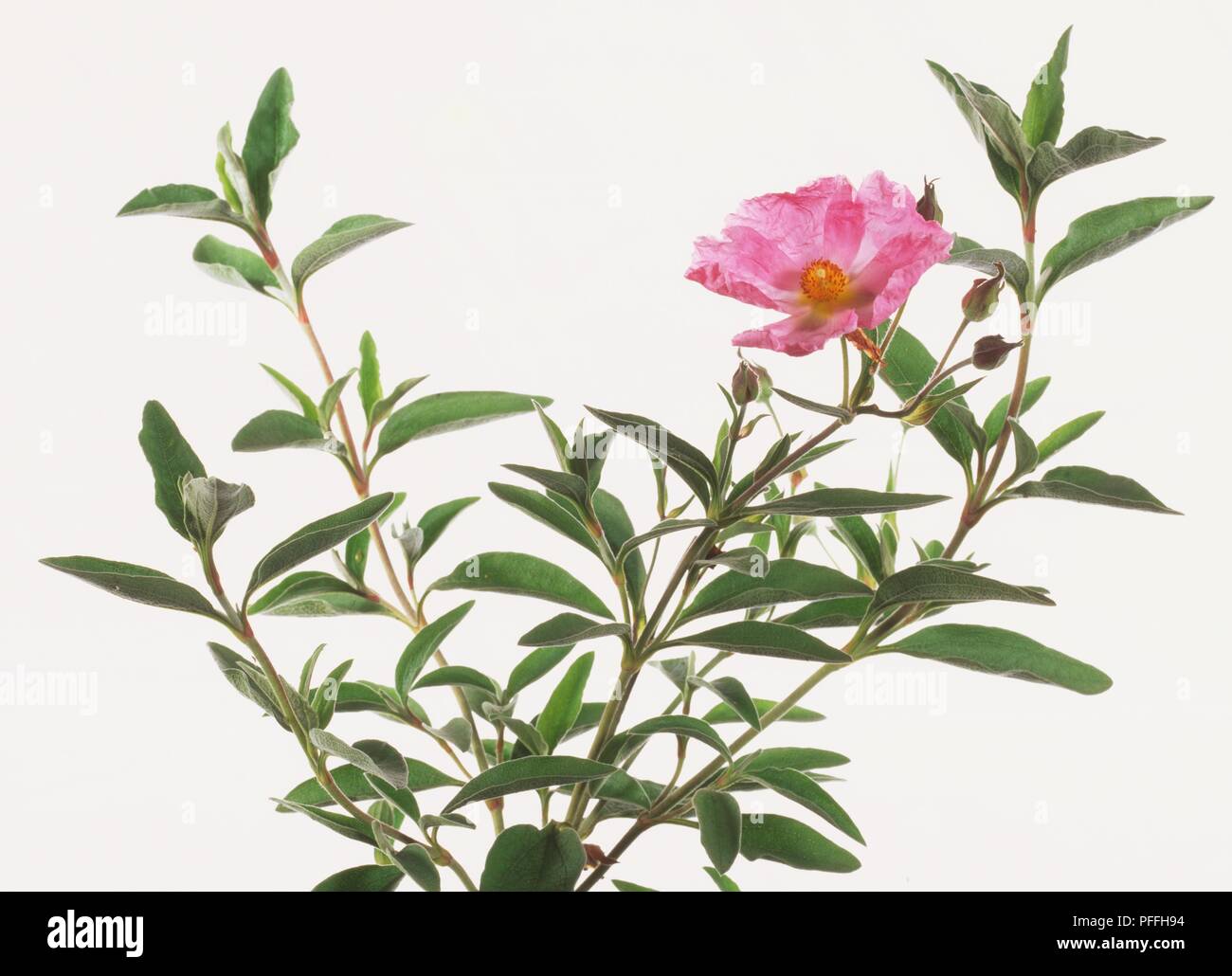 Single flower of Cistus 'Silver Pink', Rock Rose, with leaves and ...