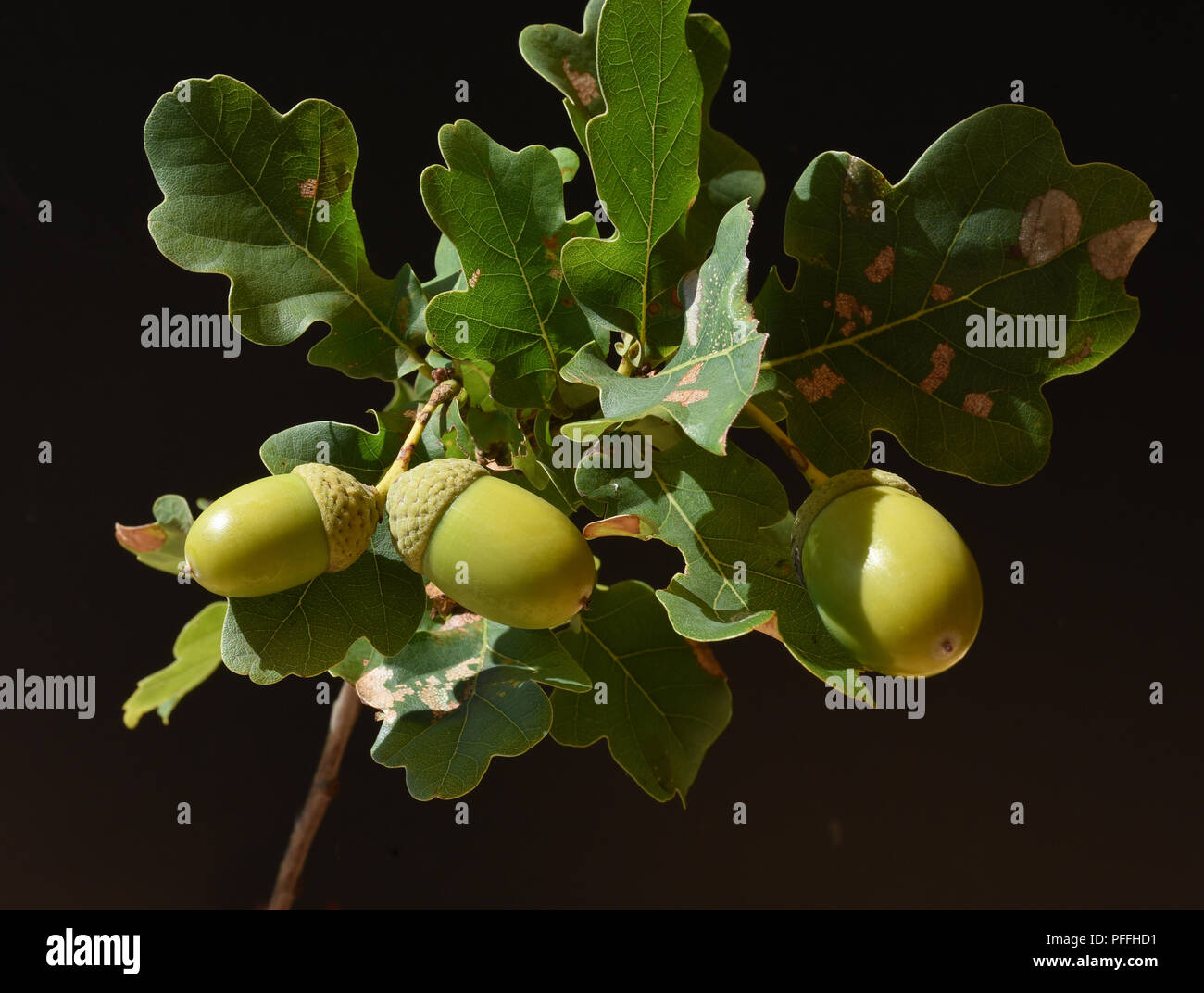 Stieleiche, Quercus, robur, Baum, Eiche Stock Photo - Alamy