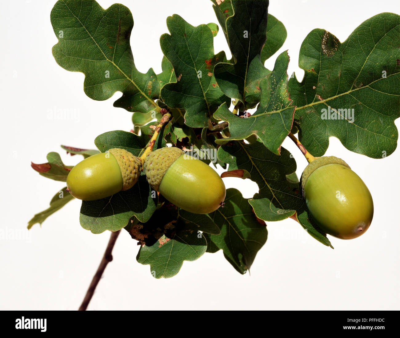 Stieleiche, Quercus, robur, Baum, Eiche Stock Photo - Alamy