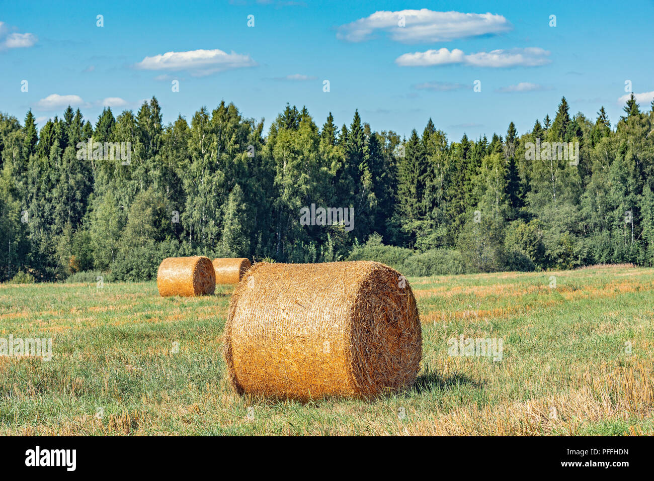 Hay bale. Agriculture field with sky. Rural nature in the farm land ...