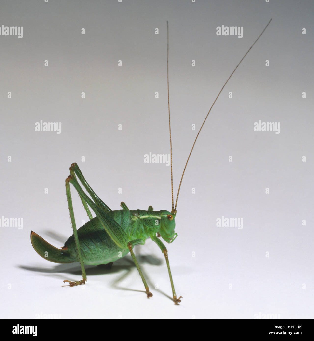Insects anatomy hi-res stock photography and images - Alamy