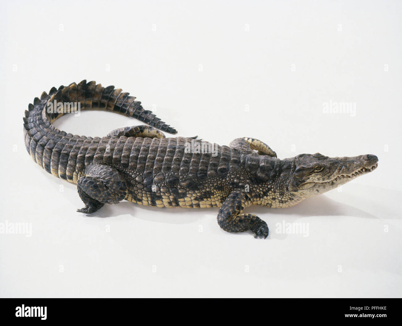 Nile crocodile (Crocodylus niloticus), side view Stock Photo - Alamy