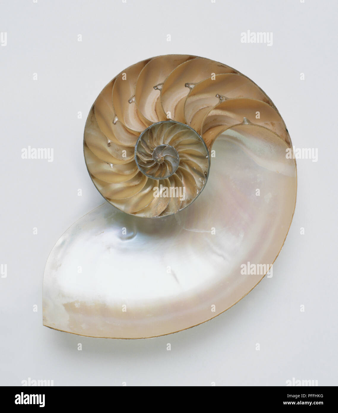 Nautilus [nautilus shell] hi-res stock photography and images - Alamy