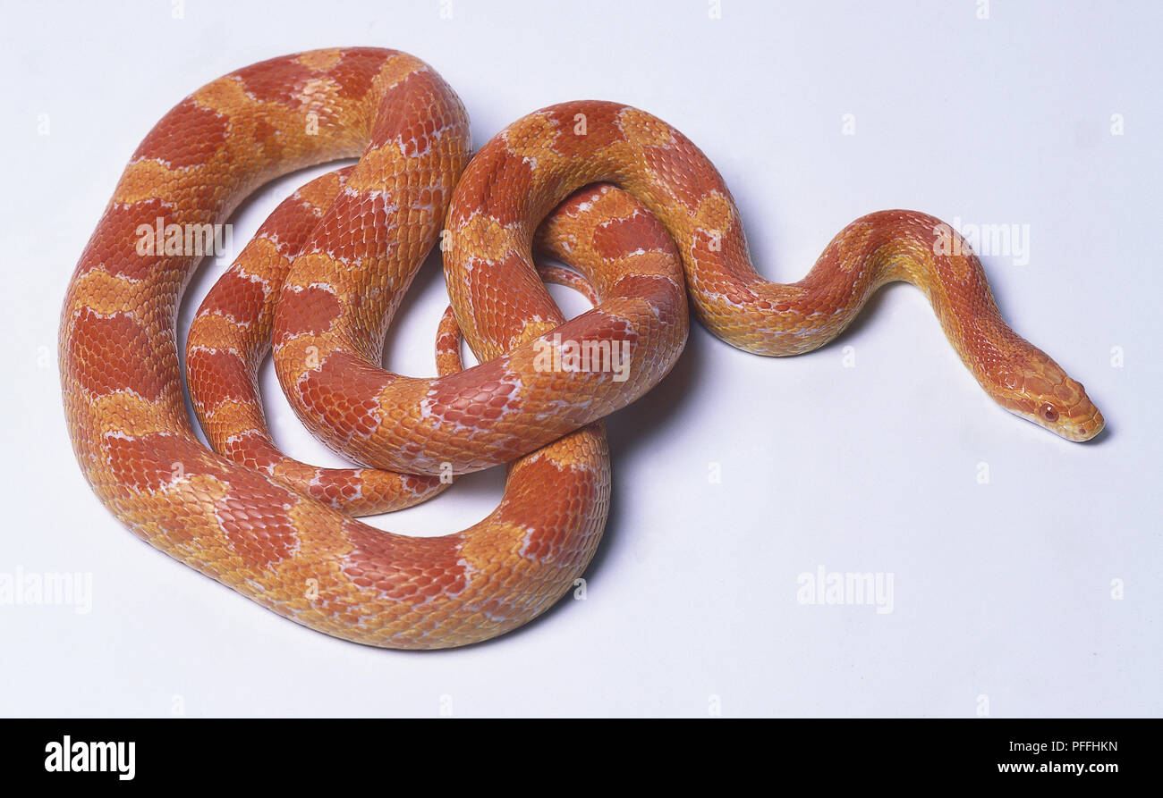 Amelanistic specimen of a Cornsnake with smooth body scales, red-orange ...