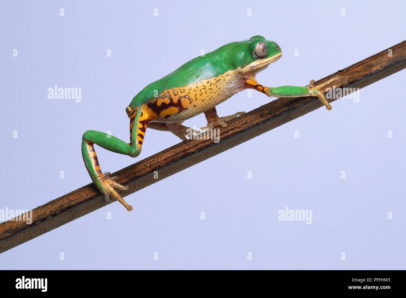 Side view of this small green-and orange frog with very large eyes ...